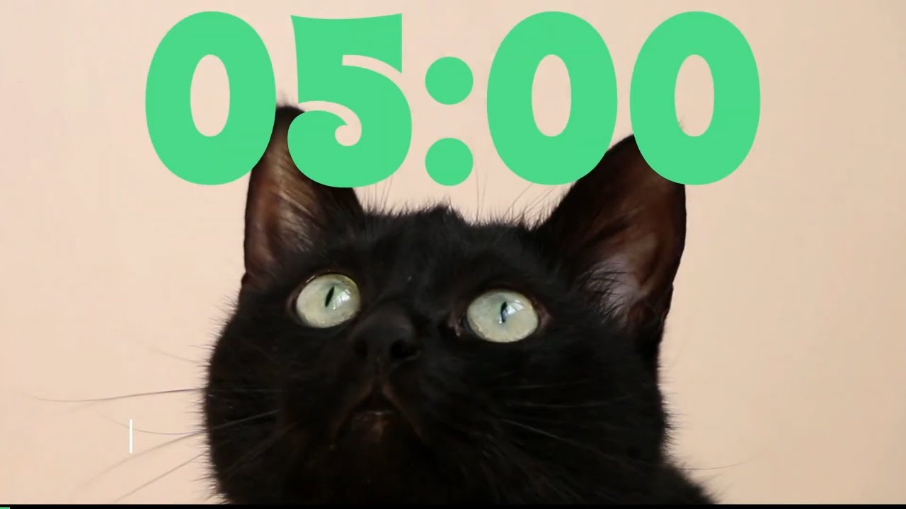 5 Minute Cat Timer with Music for Kids! Countdown Videos! - YouTube