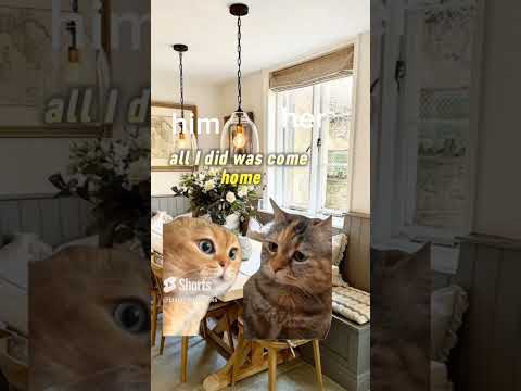 Talking cat meme compilation - YouTube