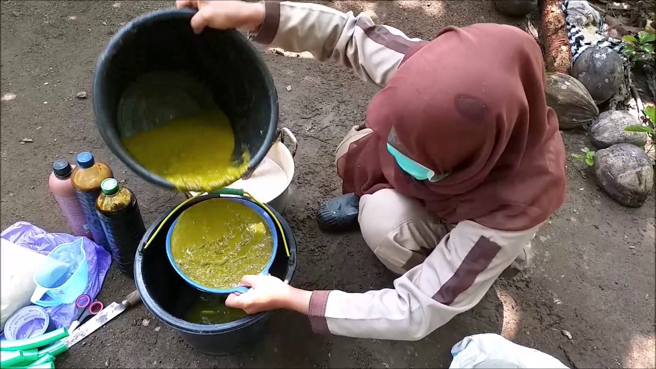 Membuat Mikroorganisme Lokal (MOL) dari Cairan Isi Rumen - YouTube