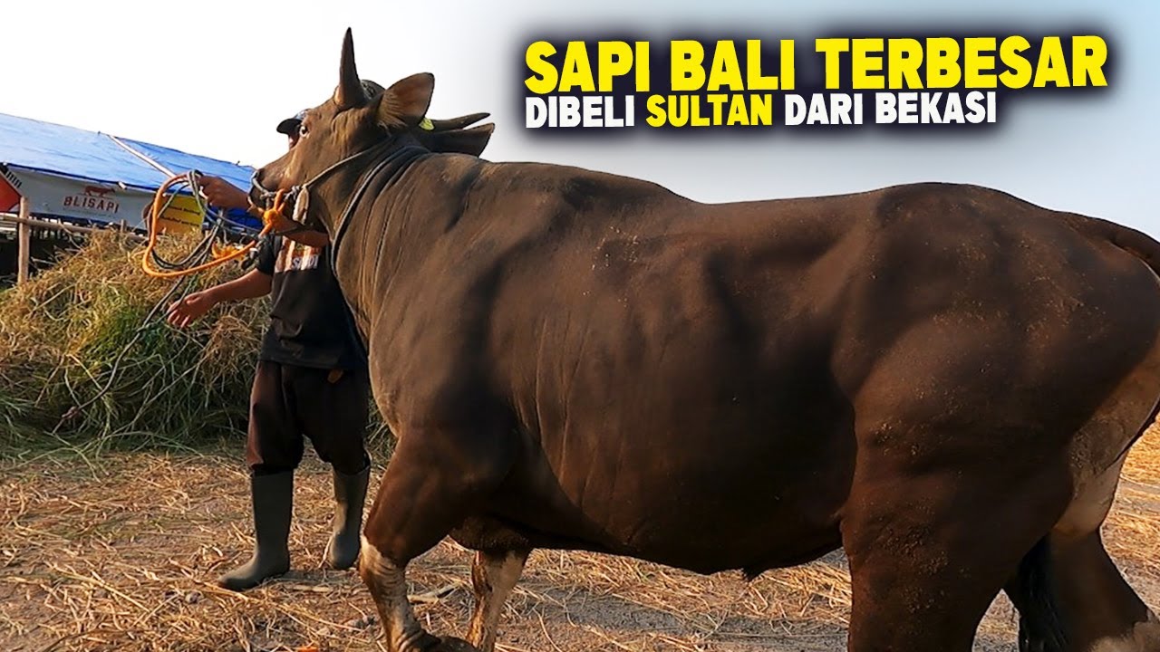 Masya Alllah Sapi bali super jumbo Terbesar Di Pinang sultan Dari ...