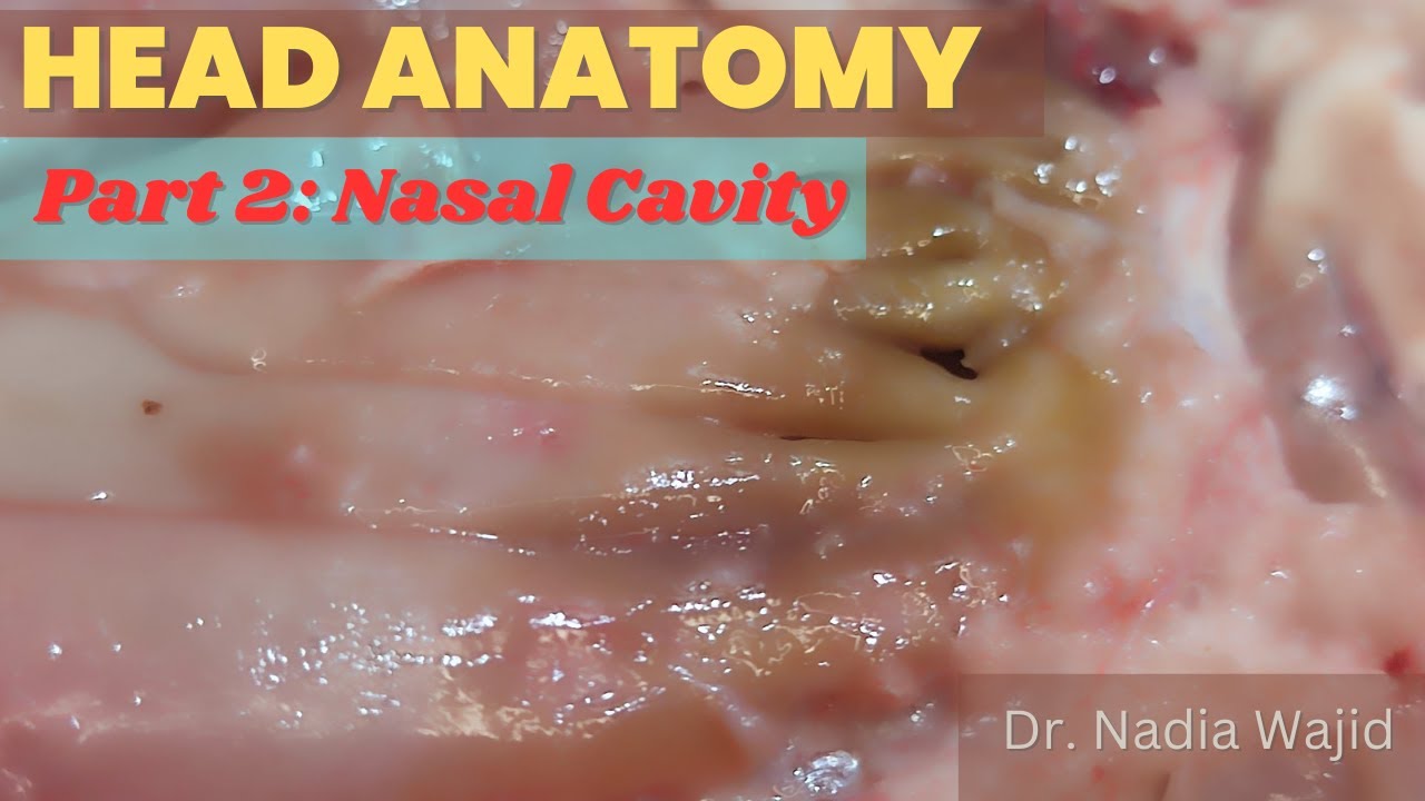 Nasal Cavity Goat - YouTube