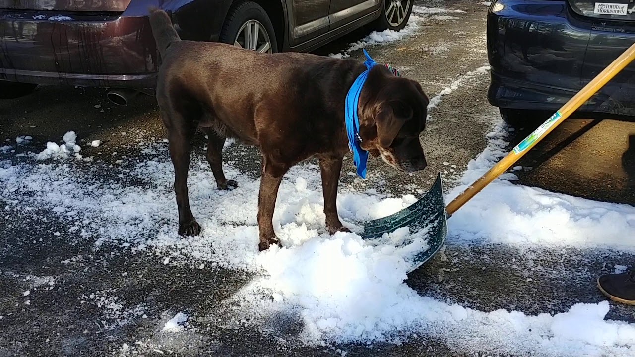 Hilarious dog helps with snow shoveling! #ChuckietheChocolateLab - YouTube