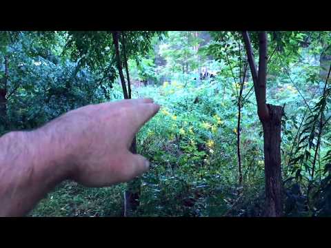 Black Locust - Very useful tree with real management requirements in the forest garden