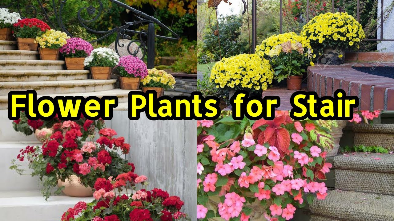 8 Best Flower Plants for Stair - YouTube