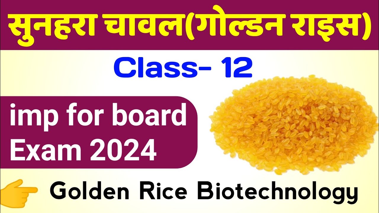 सुनहरा चावल (गोल्डन राइस) | golden rice biotechnology | golden rice ...