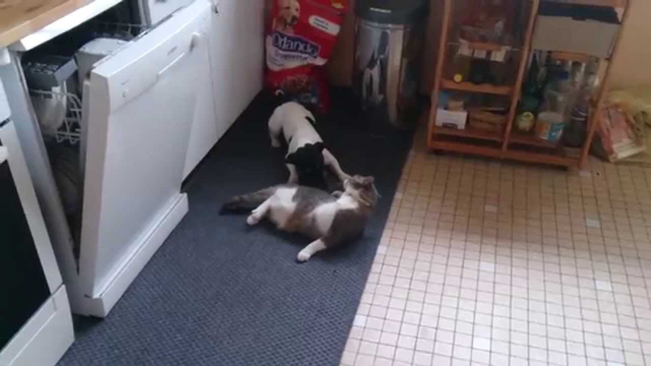 Isis Vs Ice-Tea - YouTube