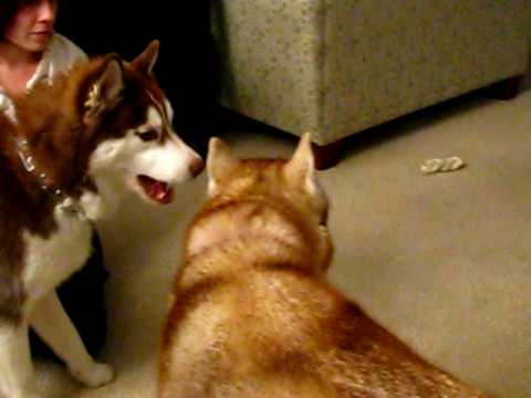 My Siberian Huskys Singing and Talking to Wolves Howling - YouTube