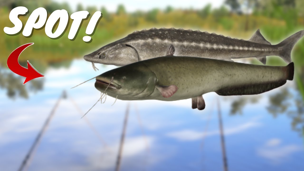 RUSSIAN STURGEON & CATFISH SPOT IN AKHTUBA RIVER! #436 Russian fishing ...