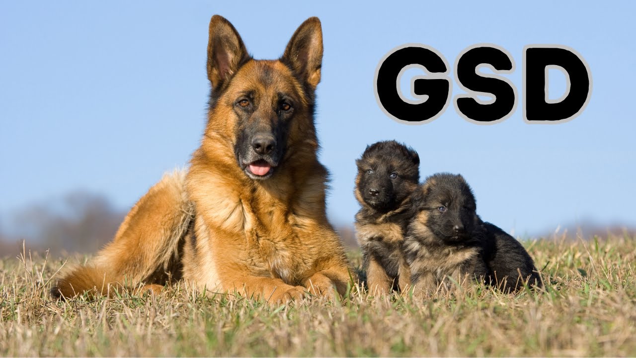 The GSD - One of the Worlds most Popular Breeds - YouTube