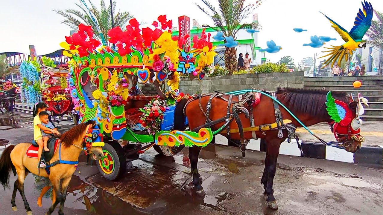 Kuda Delman Kuningan Kuda Hias Cantik Kuda Hias Kota Kuningan Horse ...