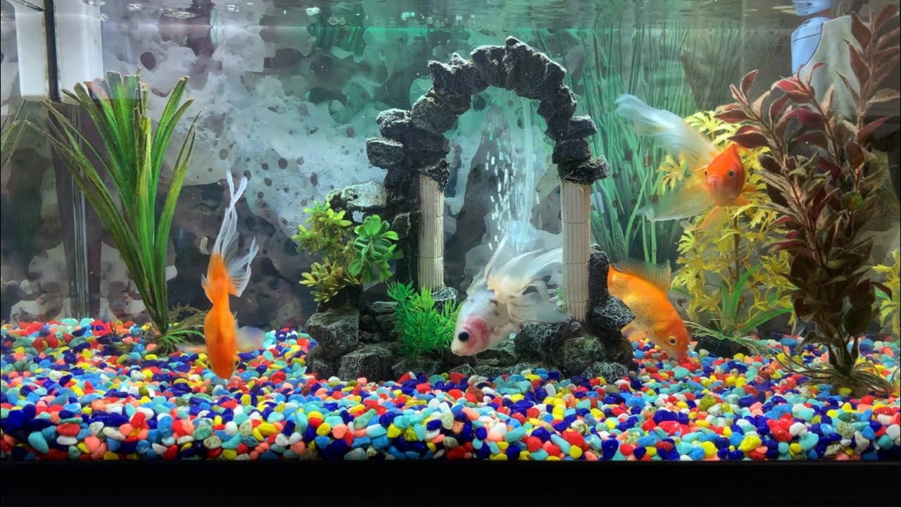 Lovely goldfish swimming around in the fish tank, so relaxing to watch ...