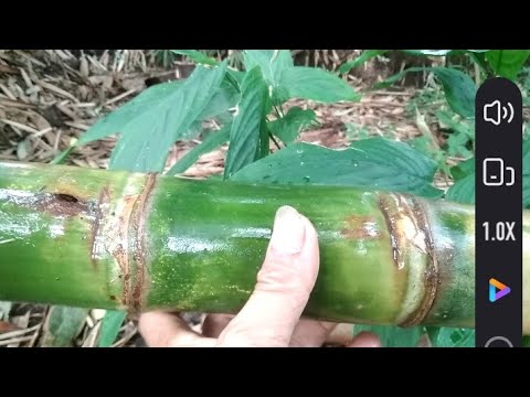 penemuan bambu buta dan bambu rancang kencono. - YouTube