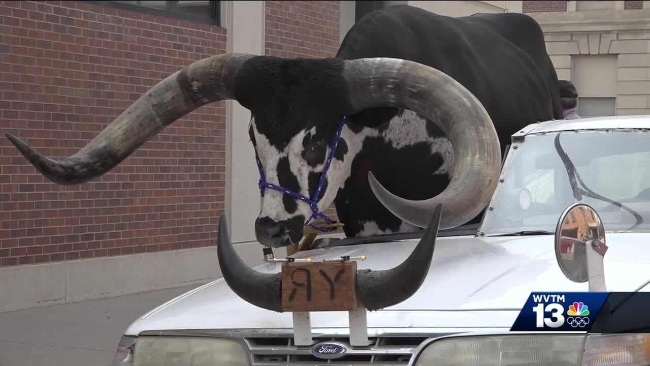 'Everybody knows Howdy Doody': The inside story of the viral bull ...