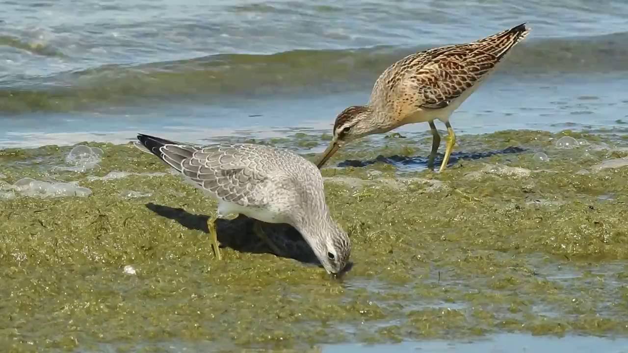 Juvenile Short-billed Dowitcher and Juvenile Red Knot - YouTube