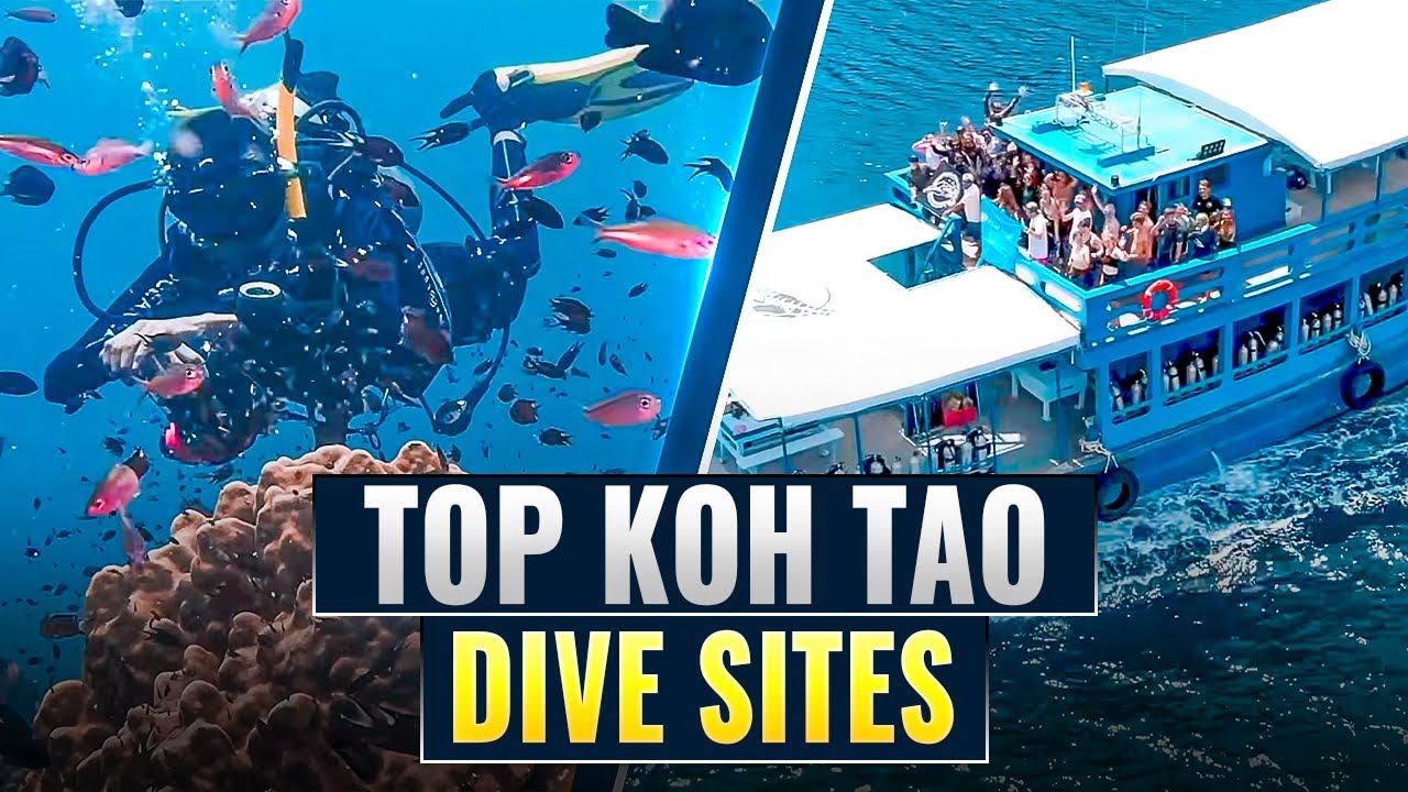 Top Koh Tao Diving Sites: A Guide For Unforgettable Underwater ...