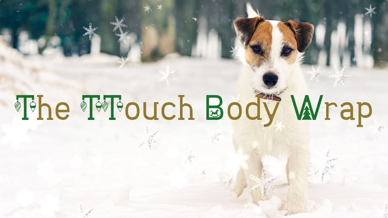 Day 14: The TTouch Body Wrap - YouTube