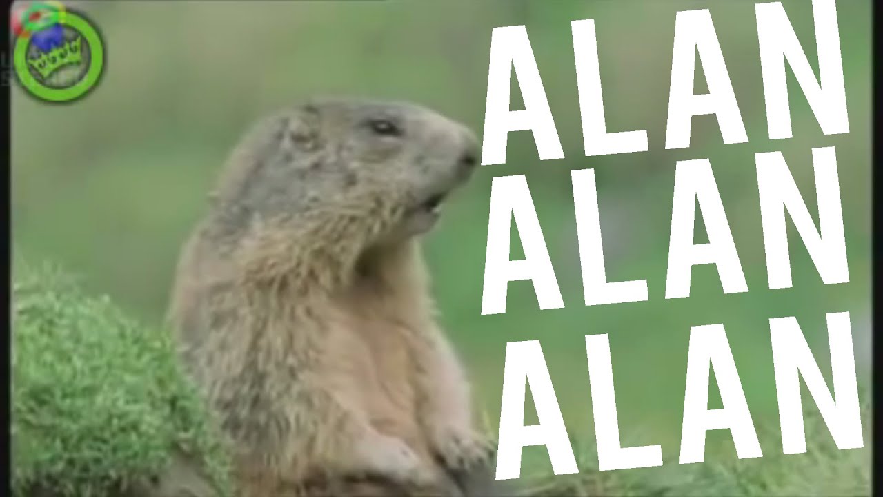 ALAN ALAN ALAN!!!! - YouTube