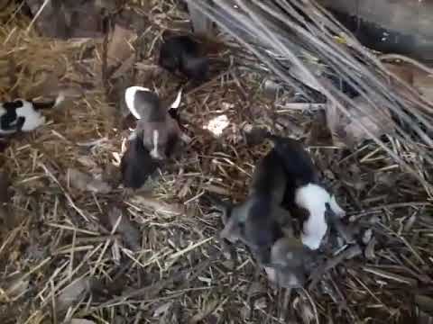 Yeni Doğmuş 7 Sevimli Köpek Yavrusu