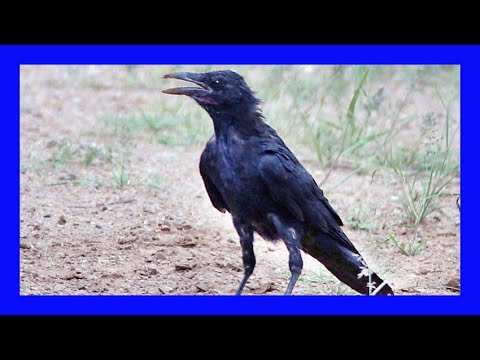 Cuervo Llanero Canto! Cuervo Llanero Sonido! Llamado! - Chihuahuan ...