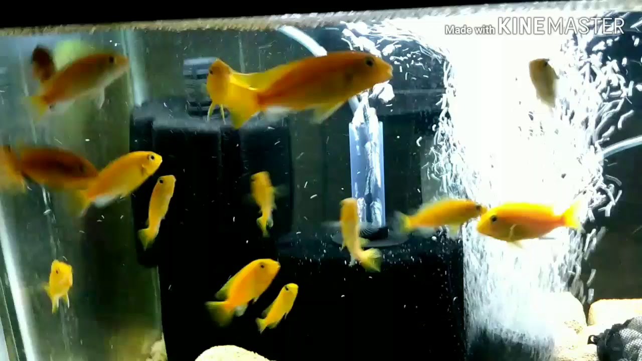 Baby yellow lab cichlids 20 gallon aquarium feeding New Life spectrum ...