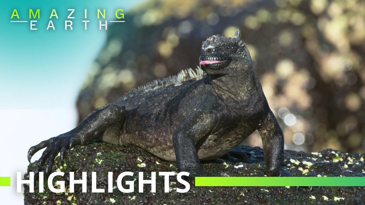 Amazing Earth: The lizard Charles Darwin underestimated! - YouTube