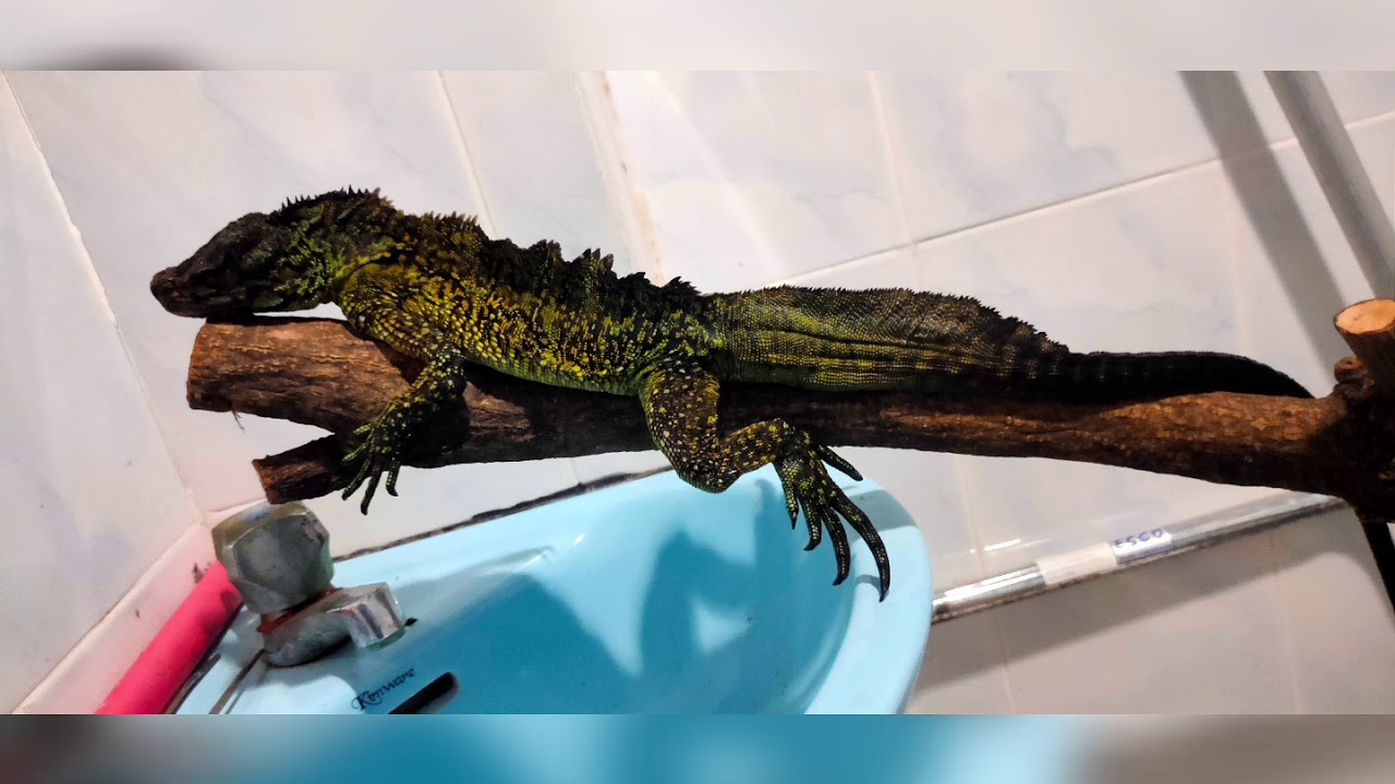 Soa layar/ sailfin dragon as a pet - YouTube