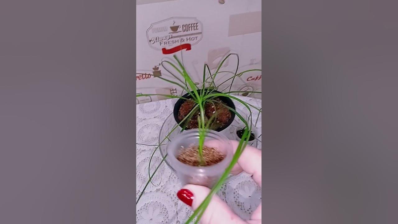 Нолина Бакарнея и ее приемные дети выращенные с семян 😄 ️ - YouTube