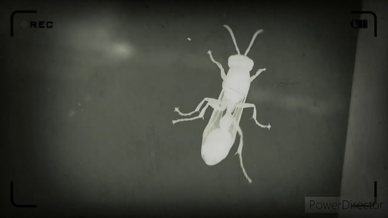 A Big Yellow Bee X Ray Clip - YouTube