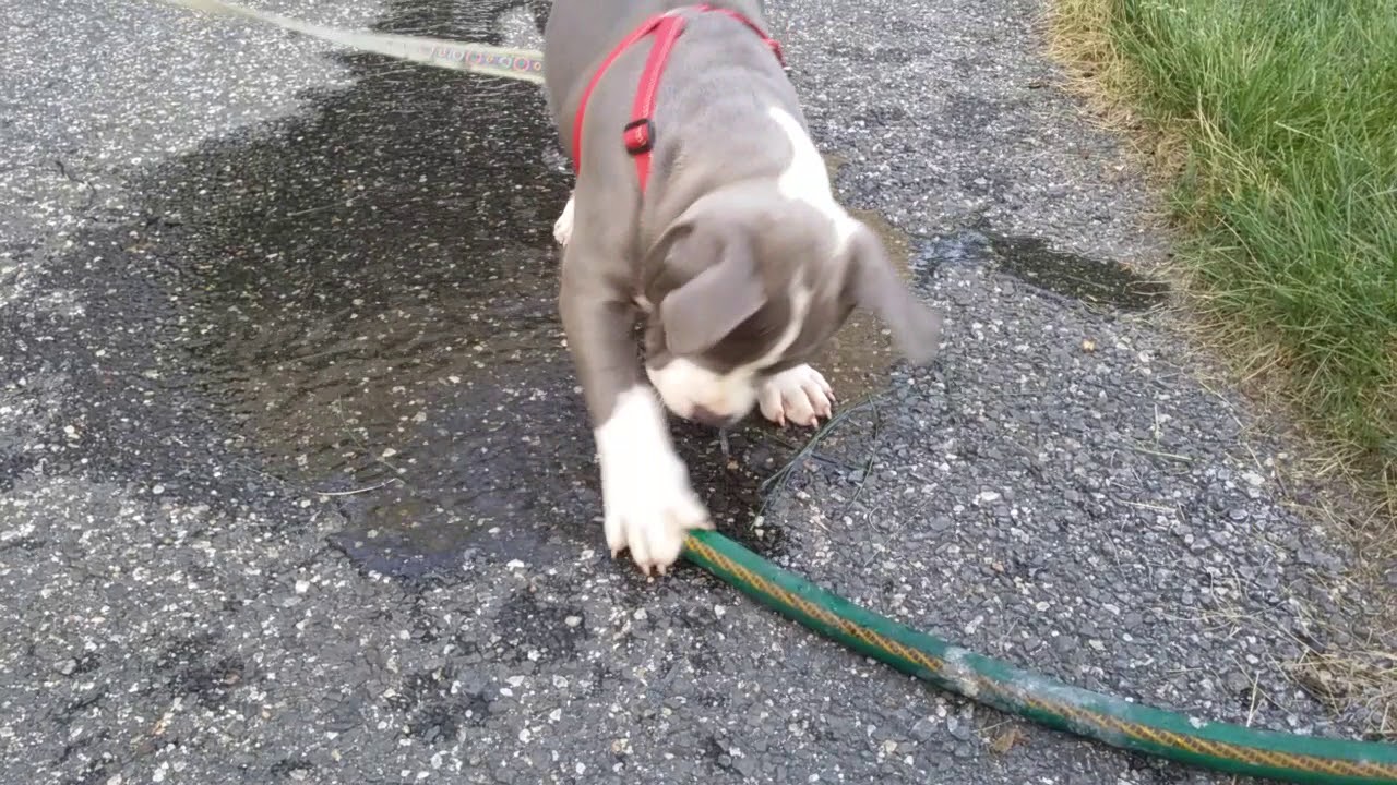 Puppy drinking from hose - YouTube