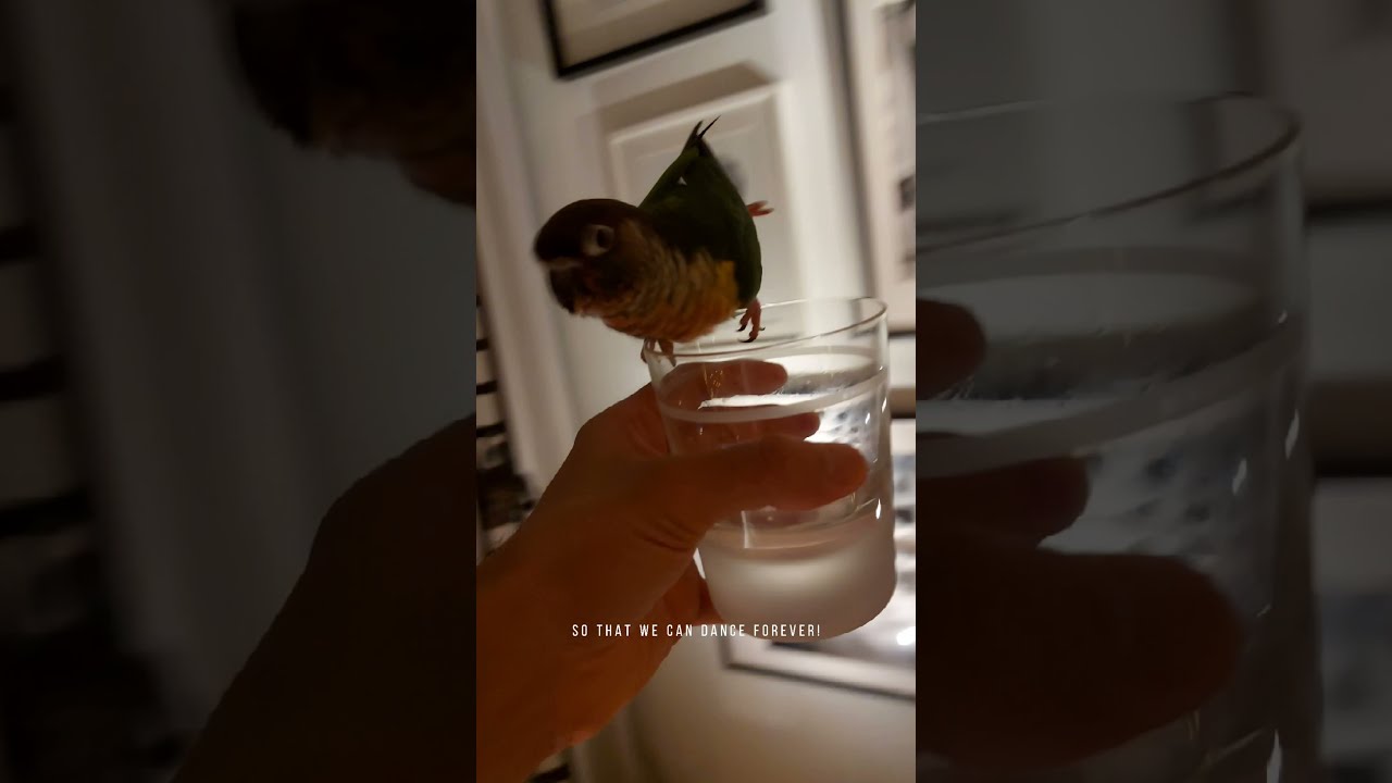 Gummy Vzio & EM Yang🥰 Parrot also can drink our collagen for their ...