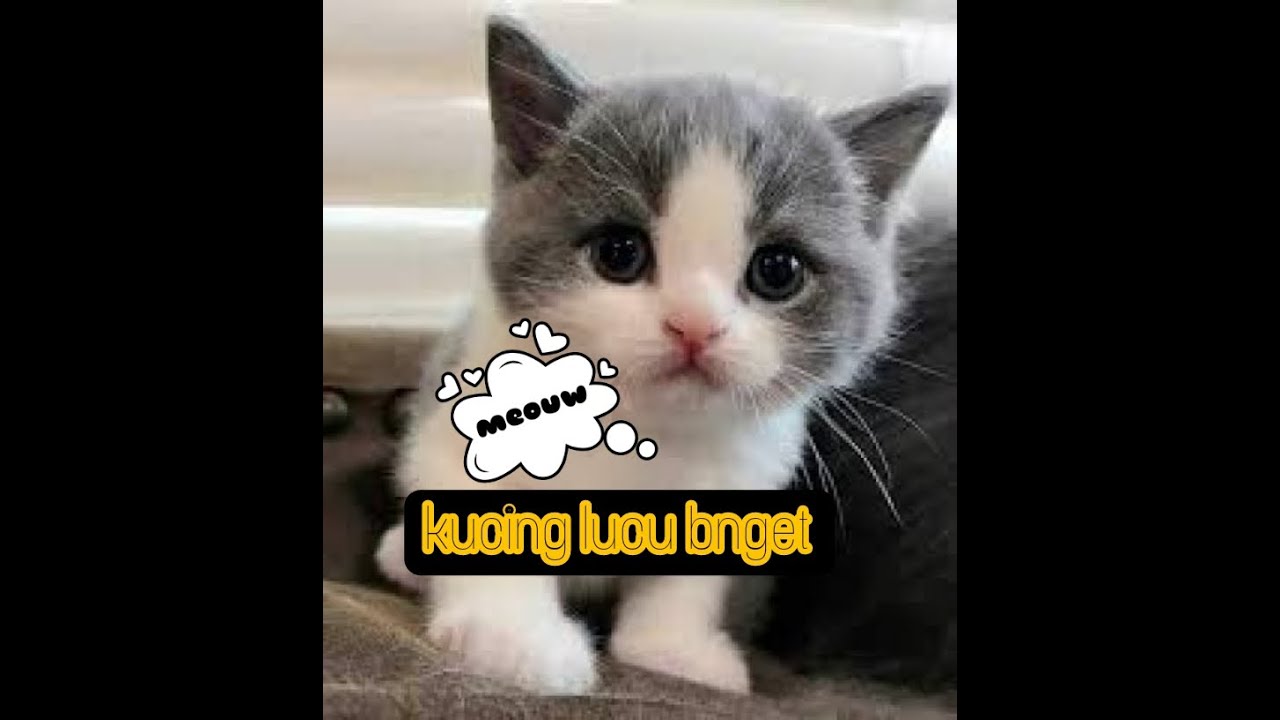 kucing Lucu Dan Anak Kucing Mengeong.Kompilasi [HD] Vidio - YouTube