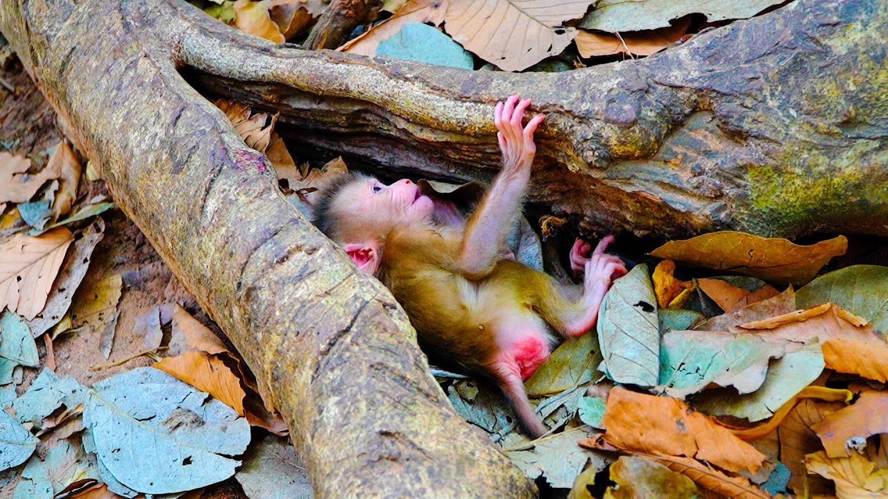 Best Video Clip Of Mom Denied Milks Her Cutest Baby Monkey___ Stuck At ...