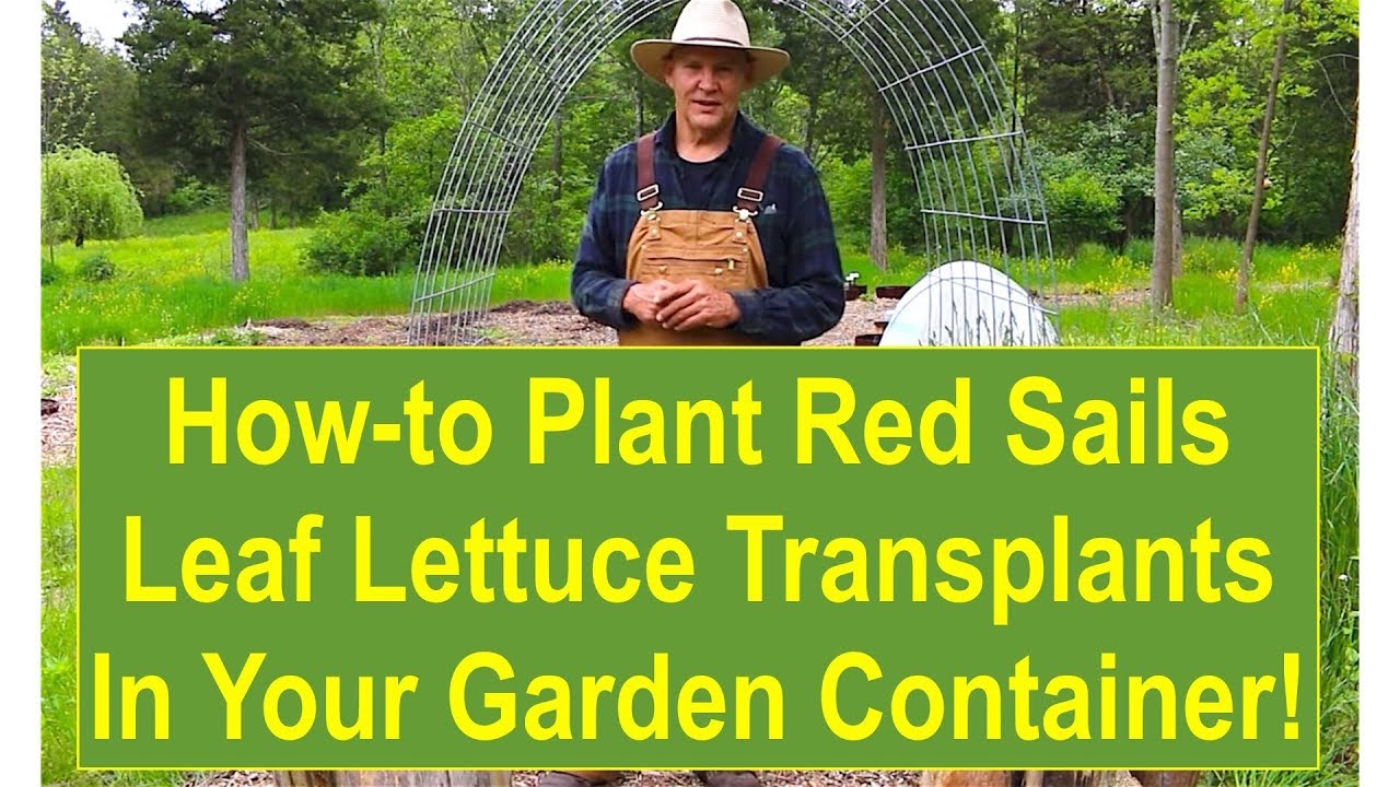 Tips and Ideas on How-to Plant Red Sails Leaf Lettuce Transplants in ...