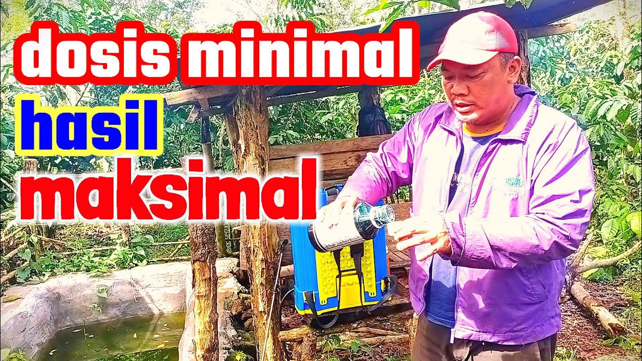 Cara meRacun rumput kontak paraquat.dosis minimal hasil maksimal. - YouTube