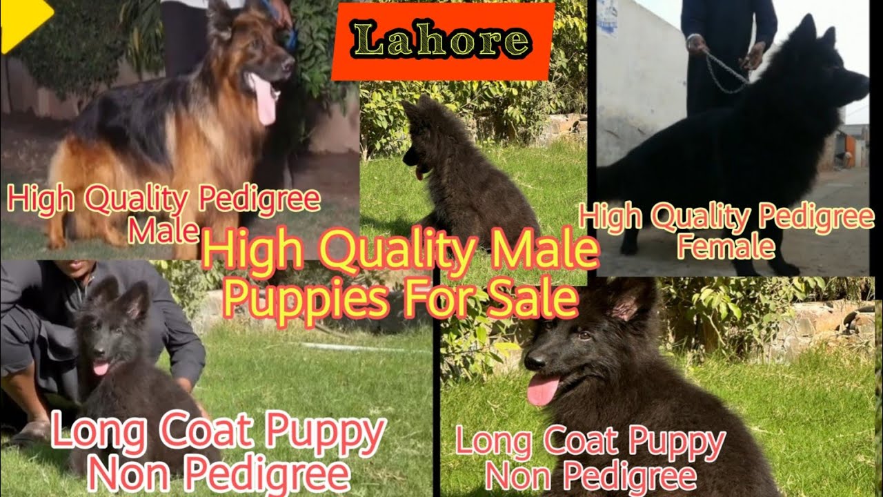 High Quality Male Puppies For Sale (Khanewal) Location - YouTube