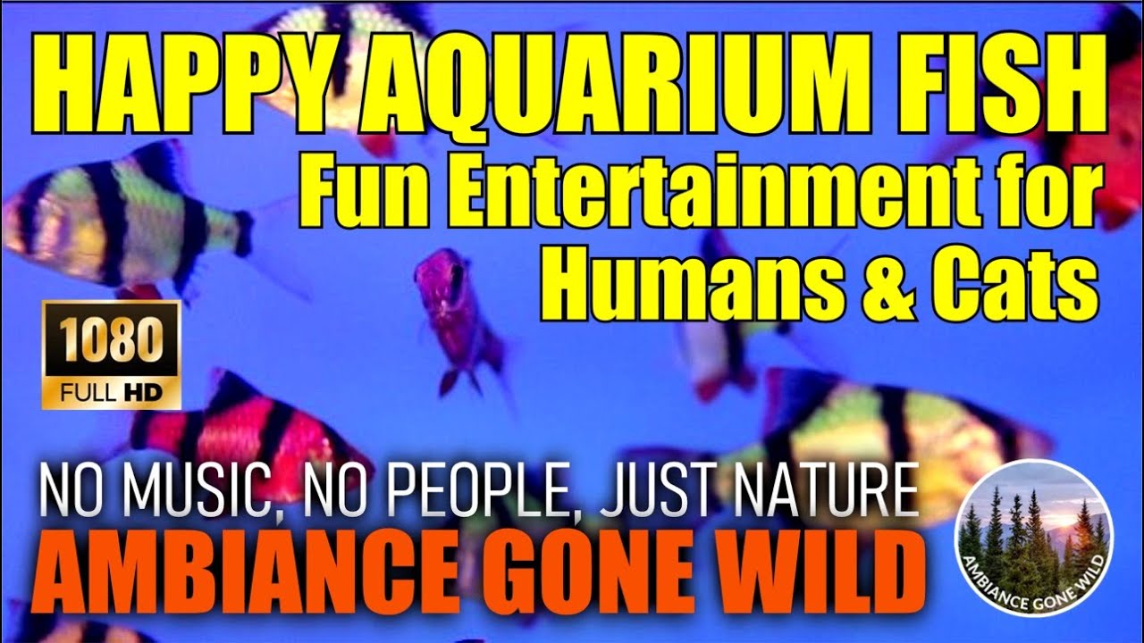 Happy Aquarium Fish, Fun Entertainment for Humans and Cats - YouTube