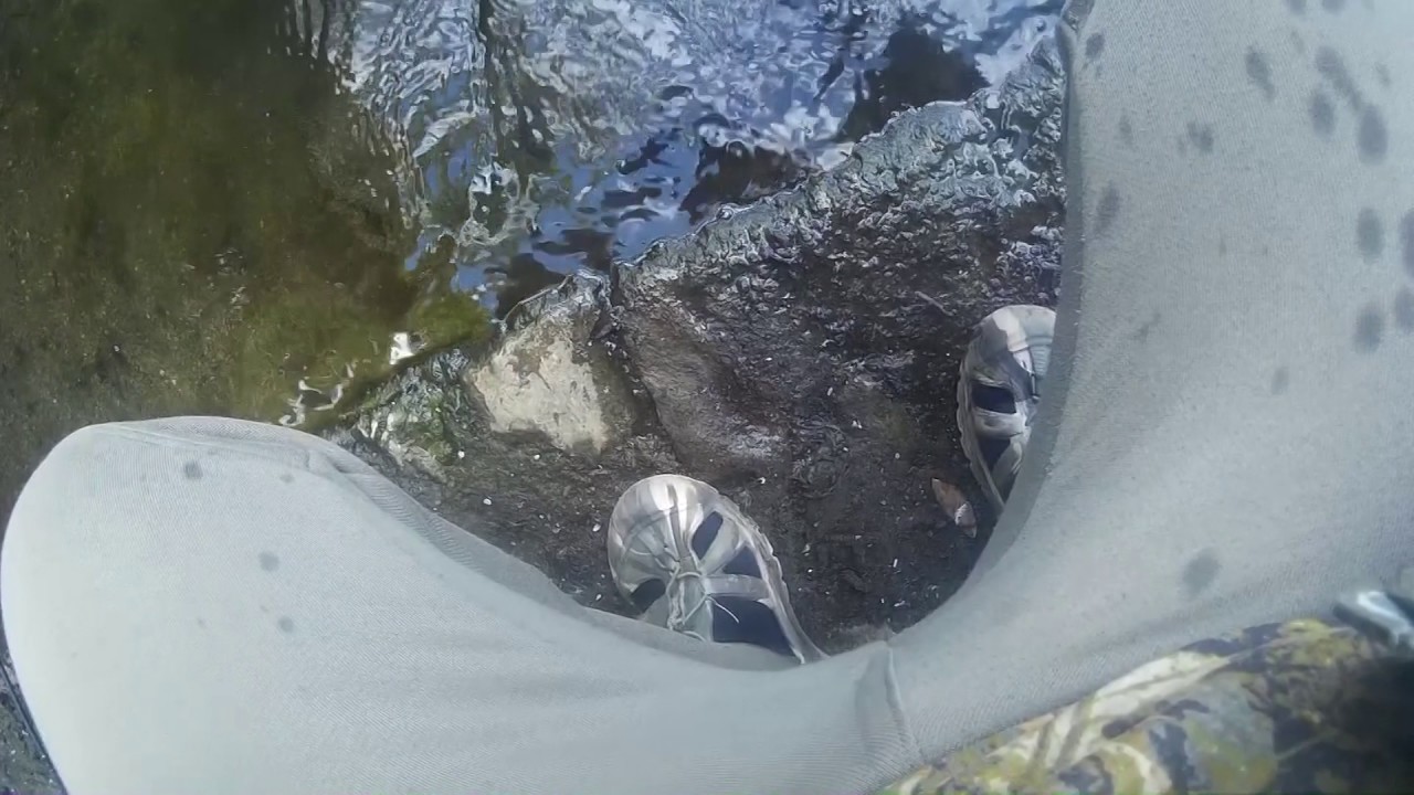 Our latest trip Pike and Perch fishing at Bosherston on 05/08/2017 ...