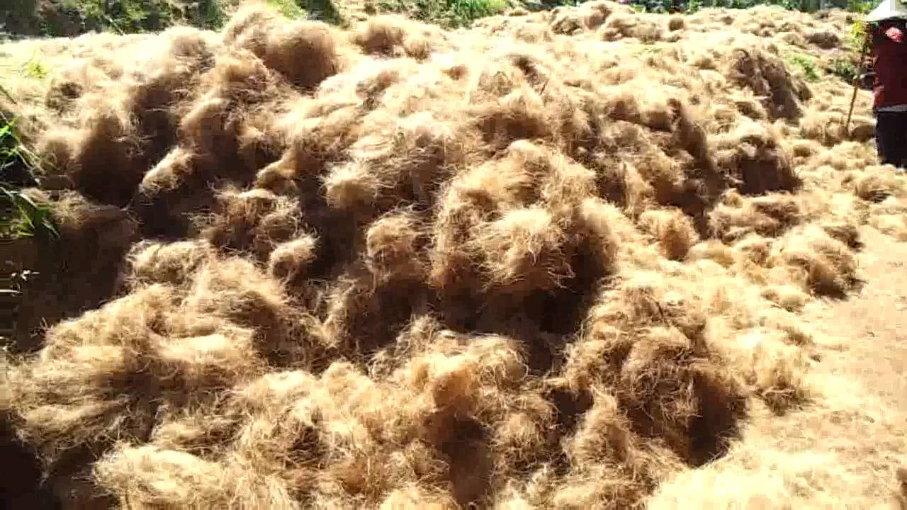 Coco peat Factory - YouTube