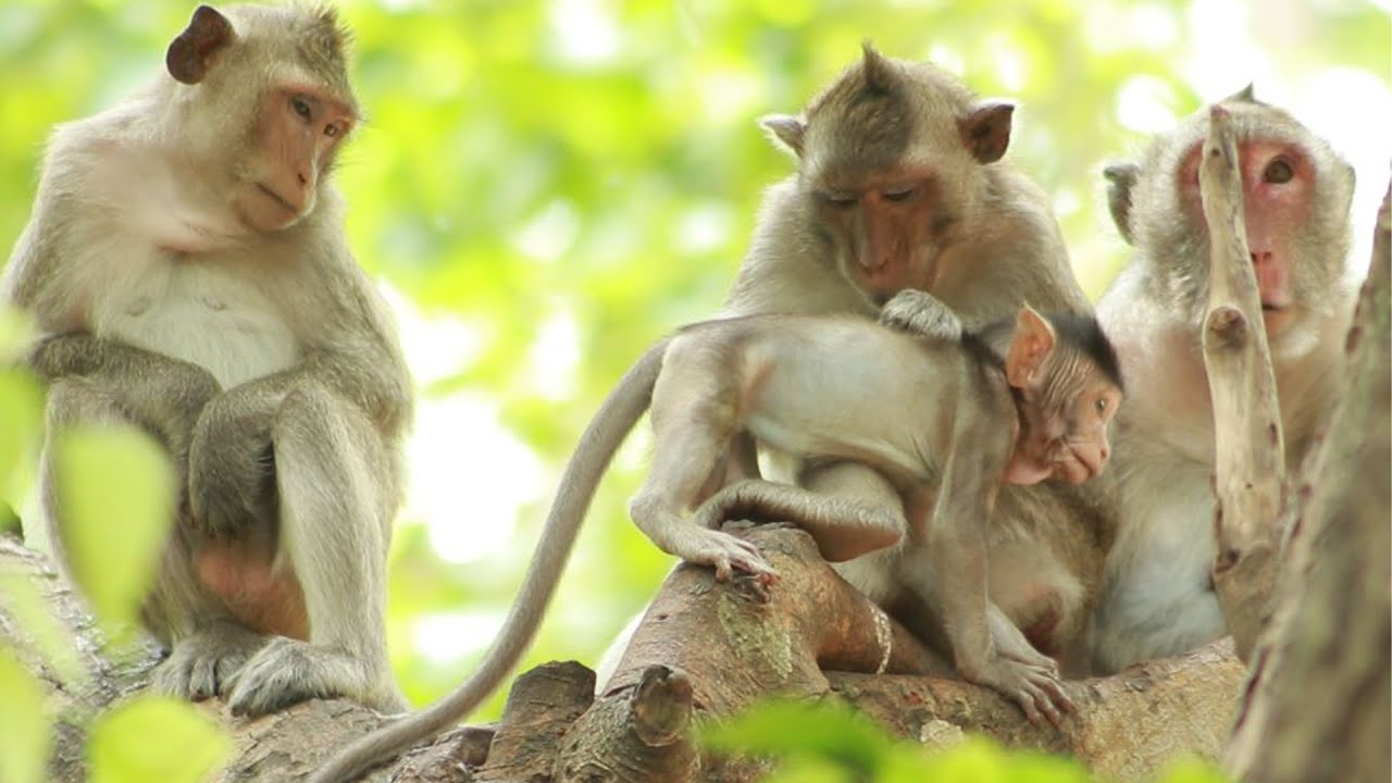 Jane-Button-Joanna looking for her sister Jazzy who went out for a walk ...