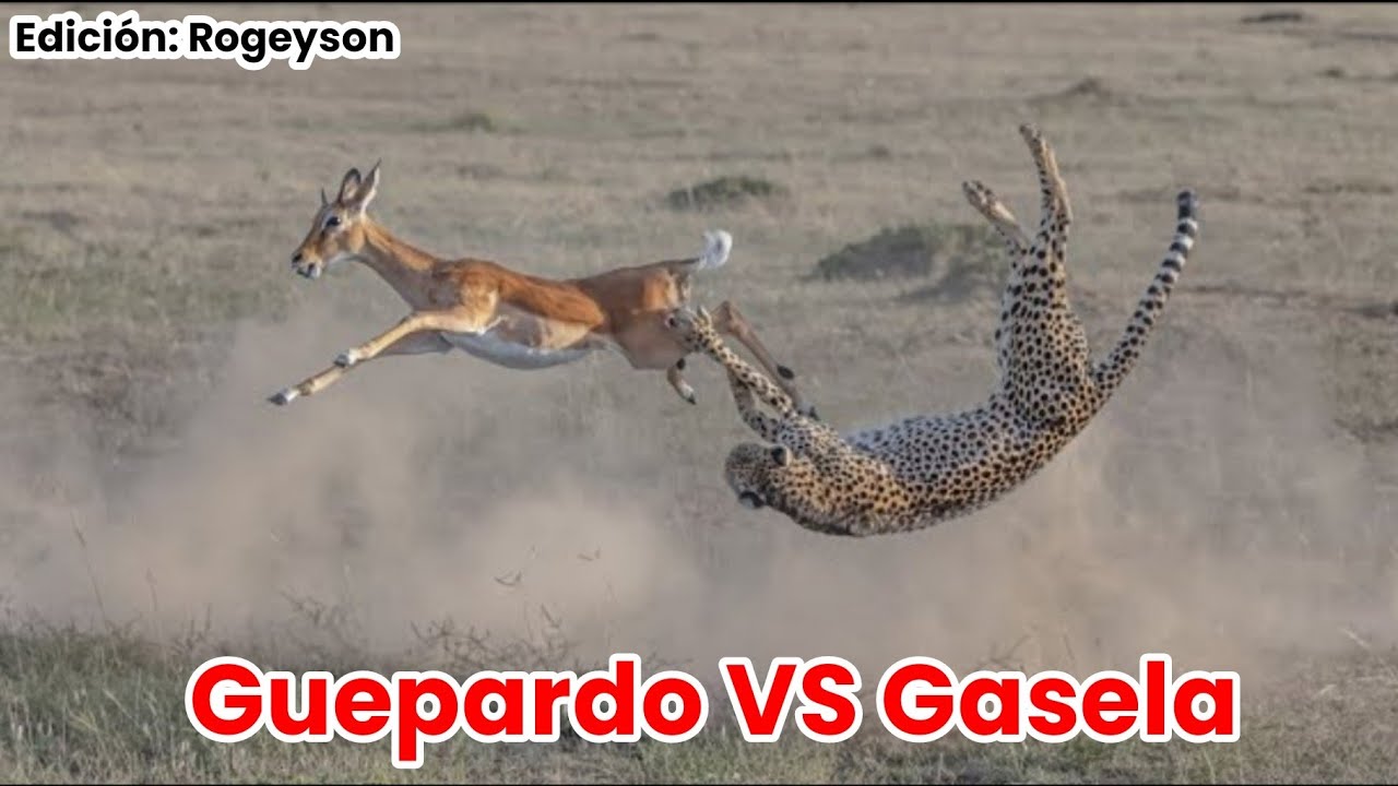 Guepardo VS Gasela, ¿Quien ganará está poderosa batalla ? (La victoria ...