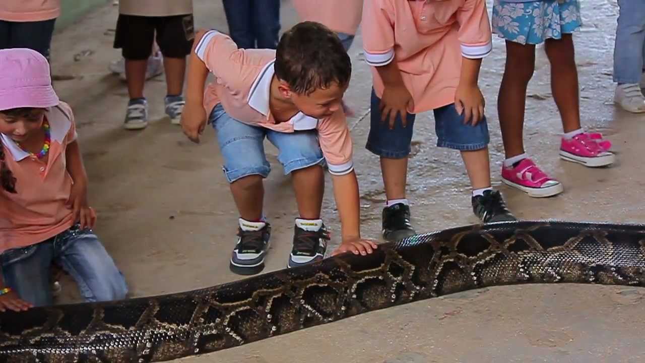 Philips Animal Garden - YouTube