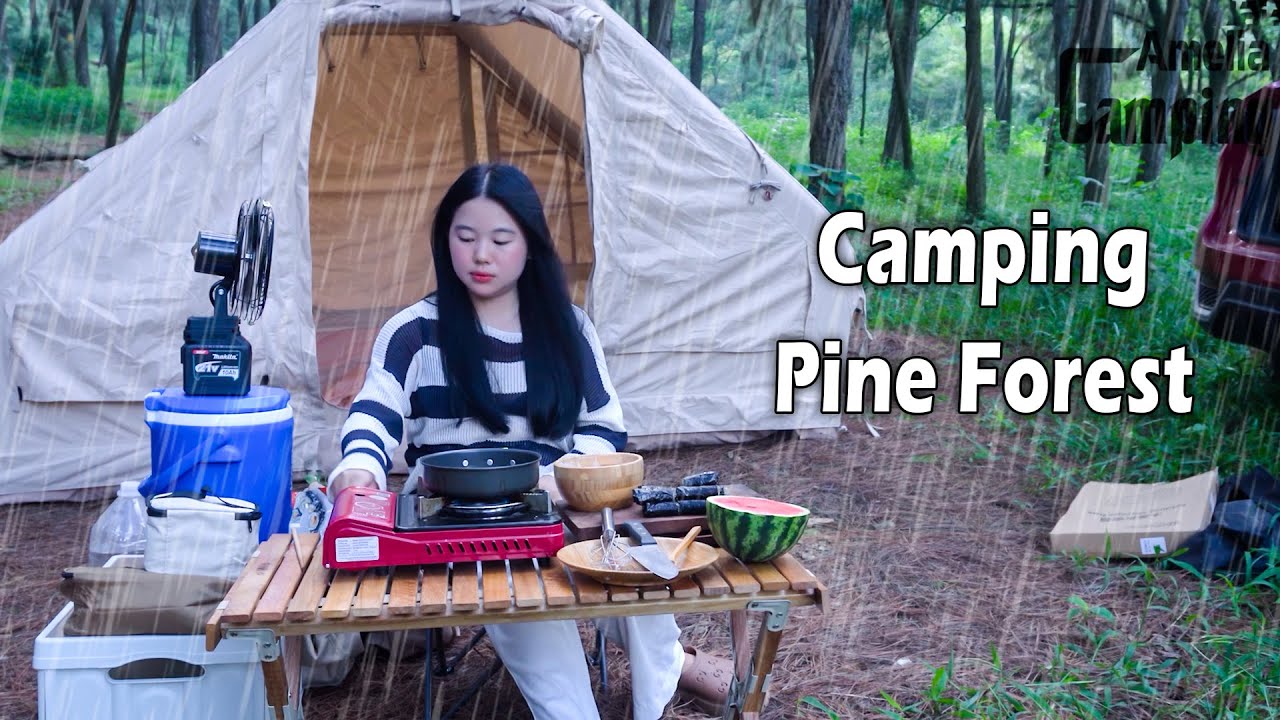 Cool camping with a cozy tent in the pine forest and enjoy cool ...