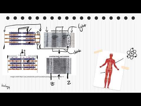 IB Biology Topic B3.3 Muscles and motility - AHL - YouTube