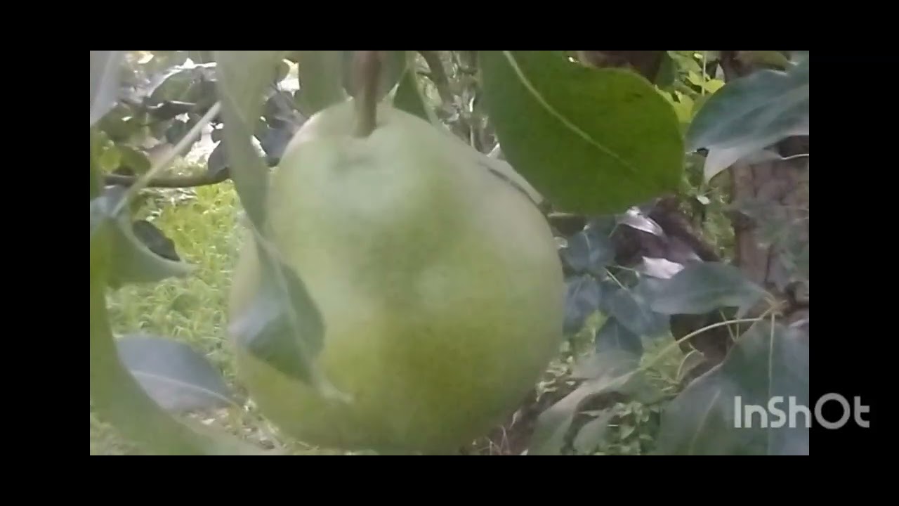 Câteva soiuri de pere încă în crestere - YouTube