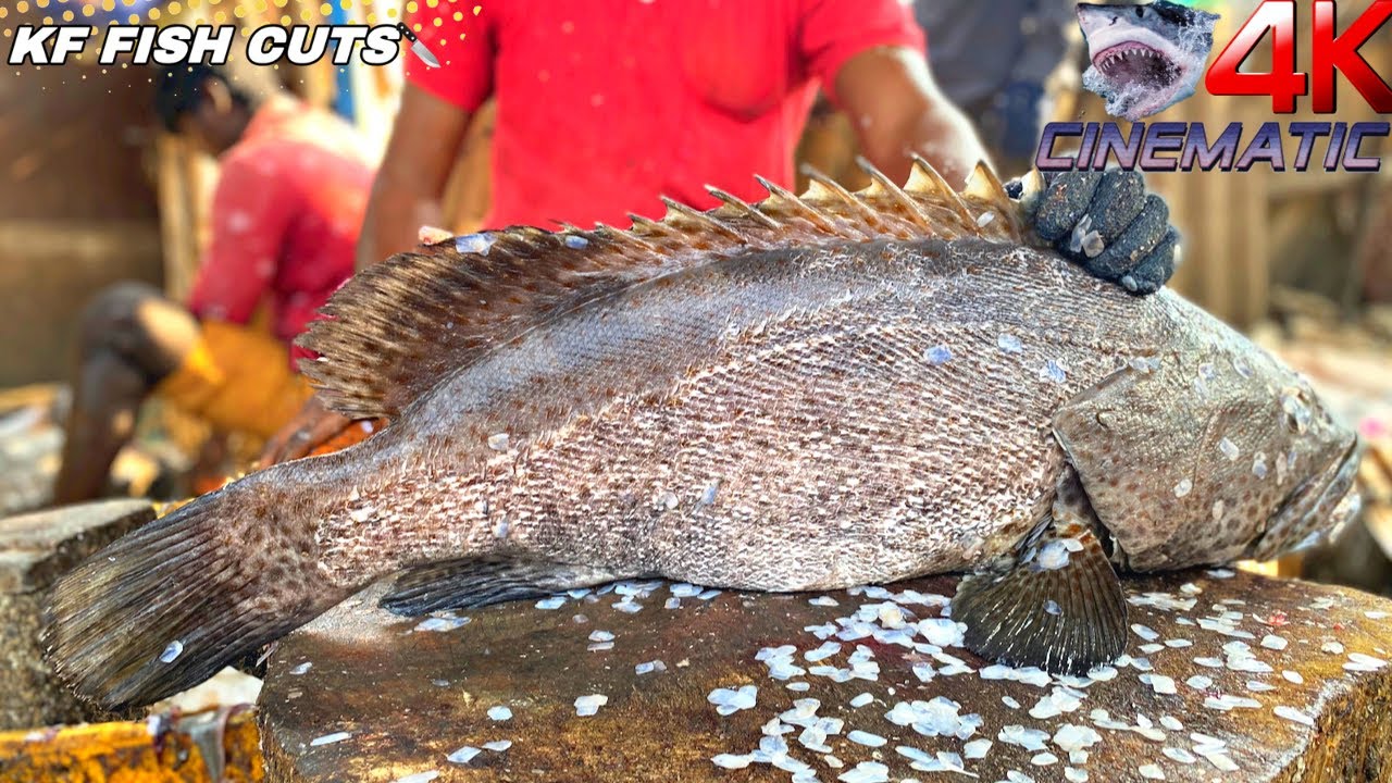 7KG GROUPERS FISH KNOCKOUT BY YOUNG FISH CUTTER🔪KF FISH CUTS - YouTube