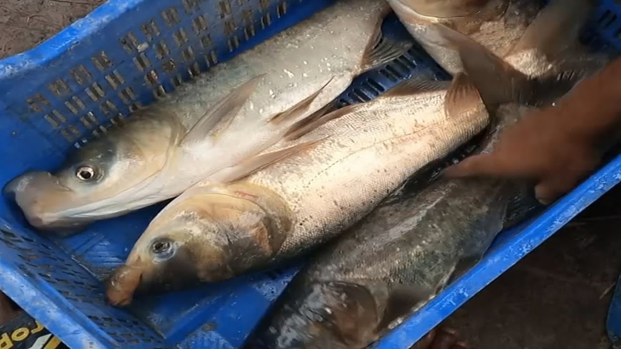 Big Silver Carp Fishing | Pangasius fish & Silver Mixed | Big Fish ...