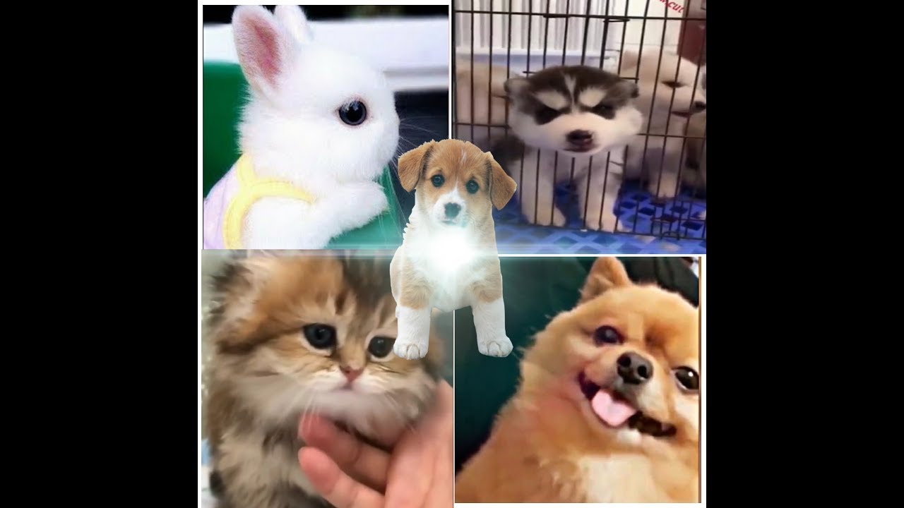 "Cutest Animals" Cute Baby Animals! -Videos Compilation cute moment of ...