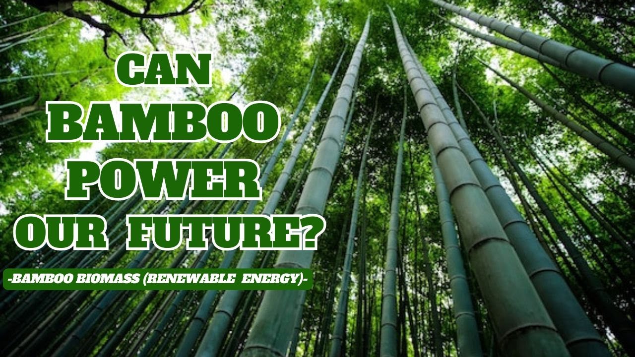 Bamboo BIOMASS: Could Bamboo Revolutionize Renewable Energy & Boost ...