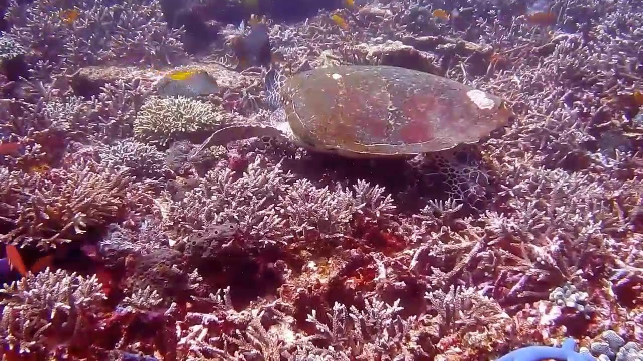 Red turtle and the fishes - YouTube