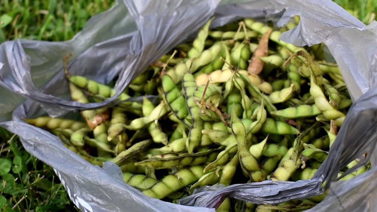 COMO CULTIVAR GANDULES O GUANDULES . - YouTube